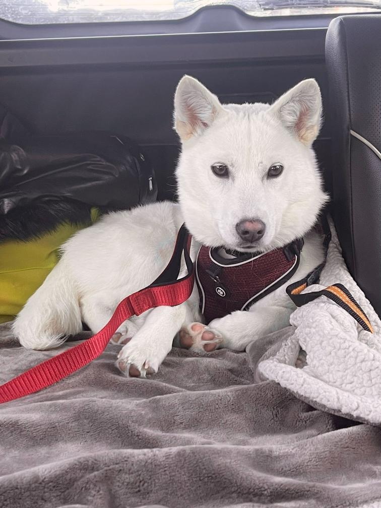 Shiru(2023) - KOCA Dog Rescue