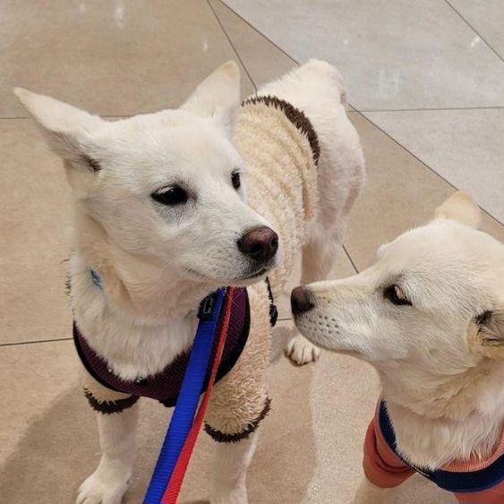 Shiru(2023) - KOCA Dog Rescue