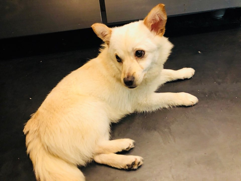 Eric - KOCA Dog Rescue